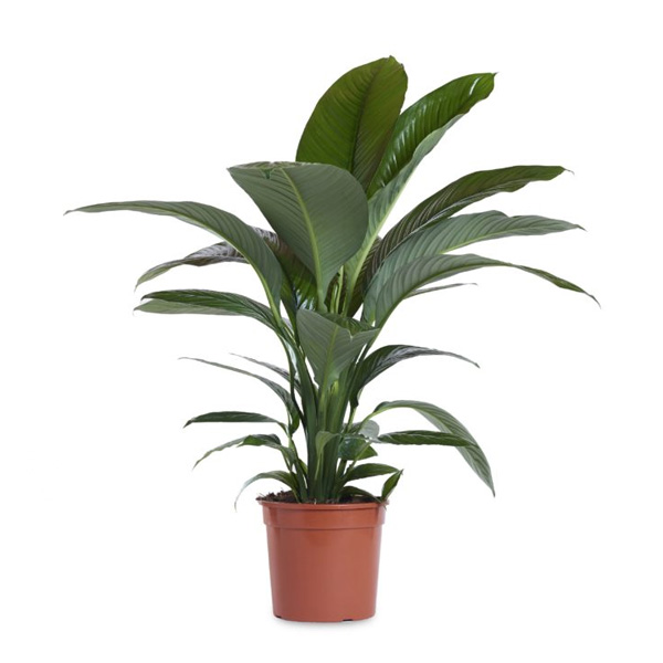 spatiphyllum_blue_mator – Floramiata srl Società Agricola