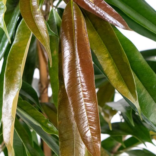 Ficus Amstel King – Floramiata srl Società Agricola