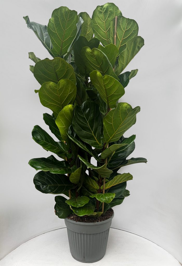 Ficus Lyrata – Floramiata srl Società Agricola